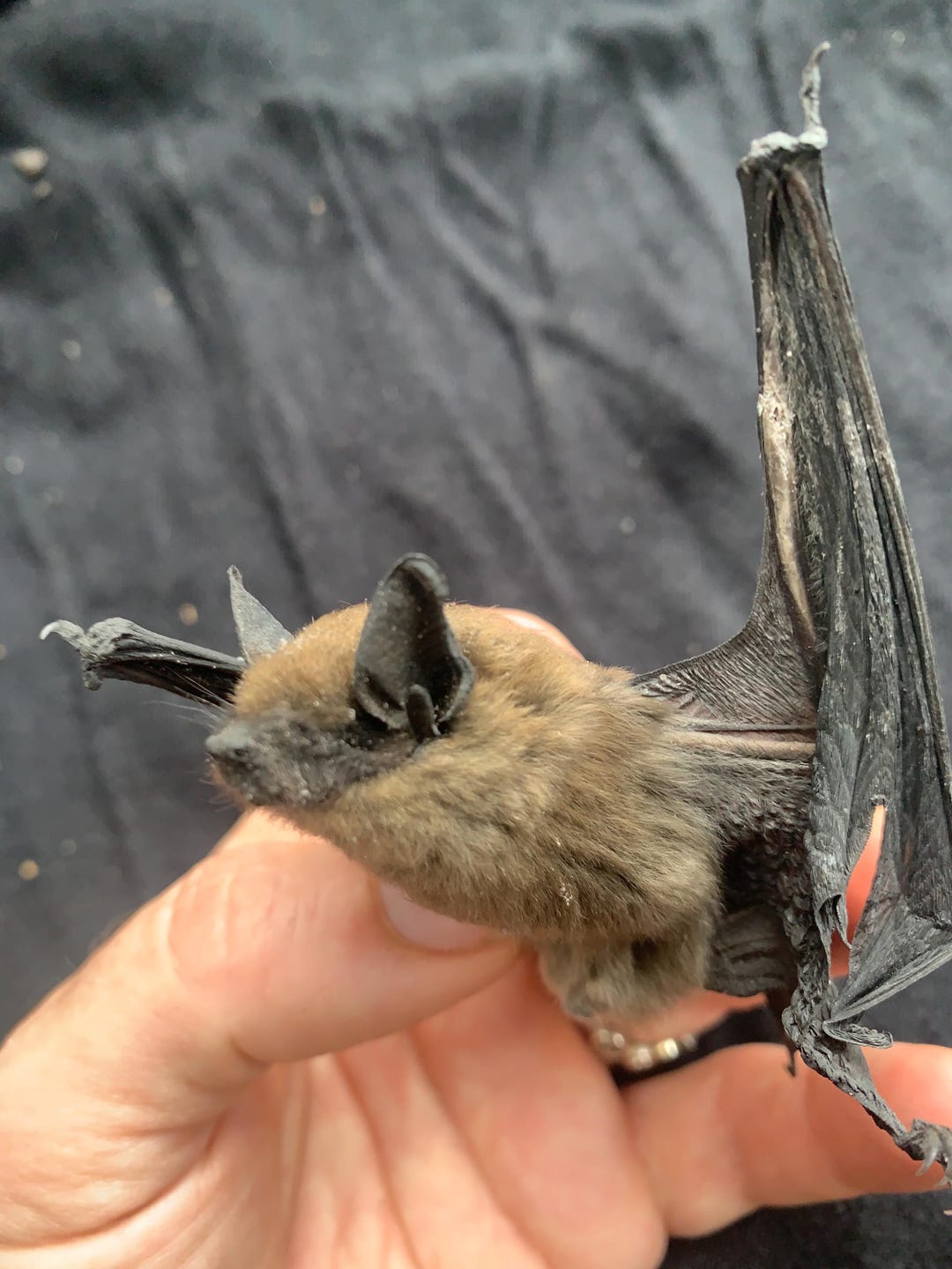Real Mummified Desiccated Bat Taxidermy Gothic Art Naturalist Specimen ...