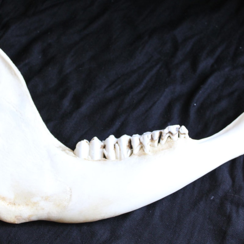Deer Jaw Bones With Teeth - Etsy