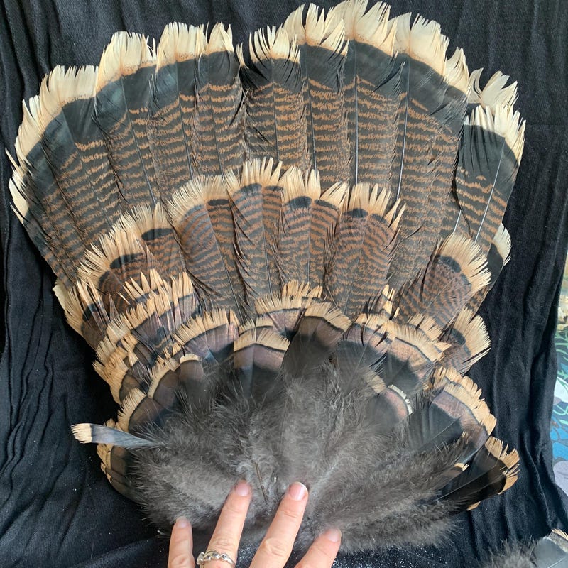 Wild Turkey Feathers - Etsy