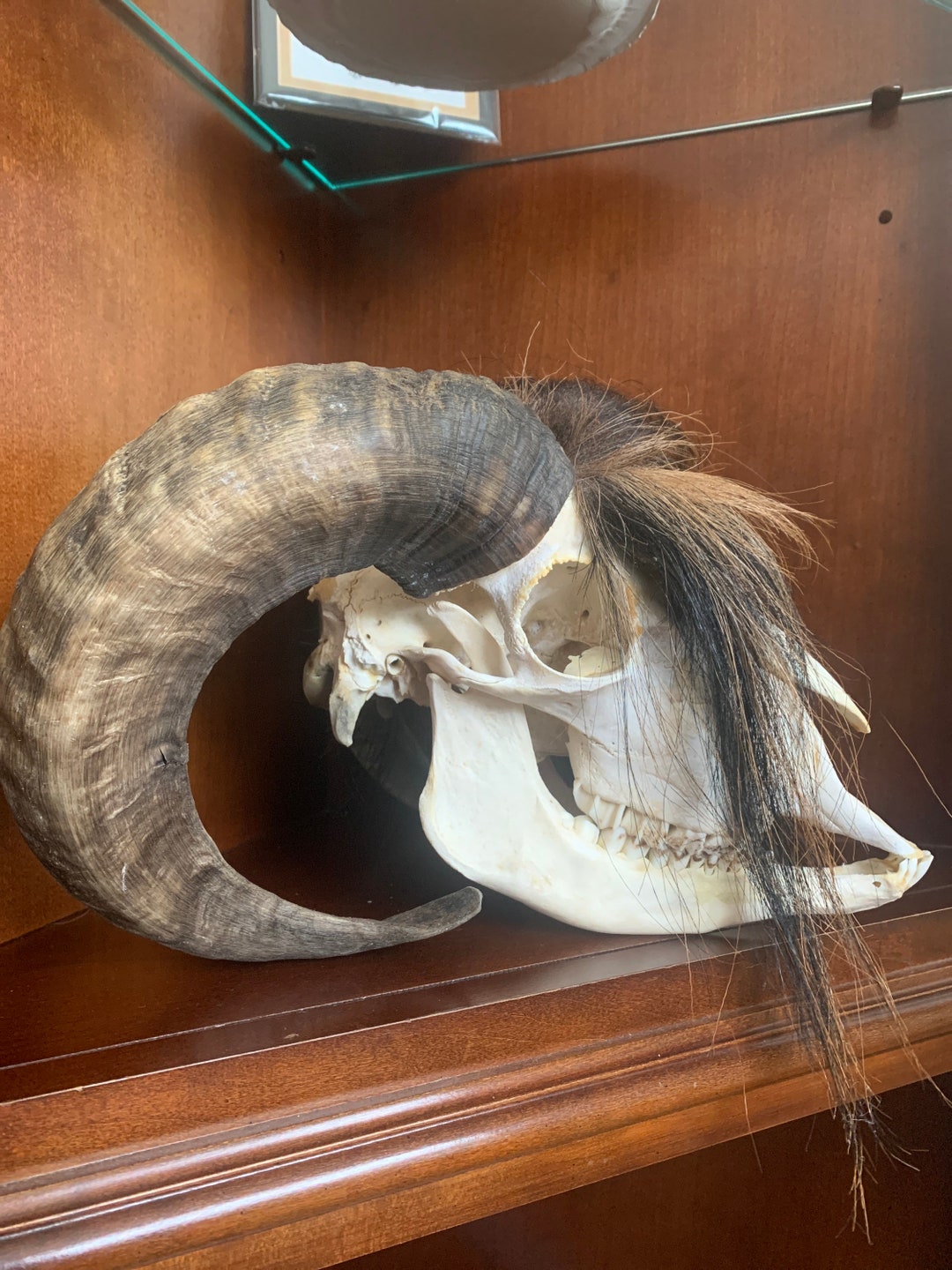 Natural Bone, Horn and Hair Emo Black Metal Gothic Ram Skull Art ...