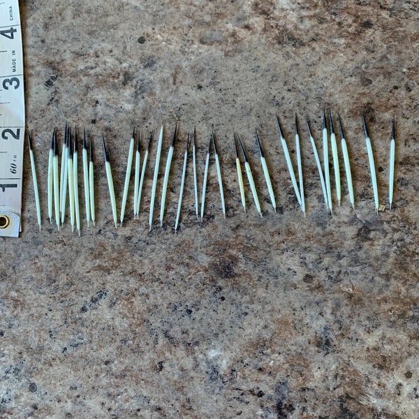 Porcupine Quills - Etsy