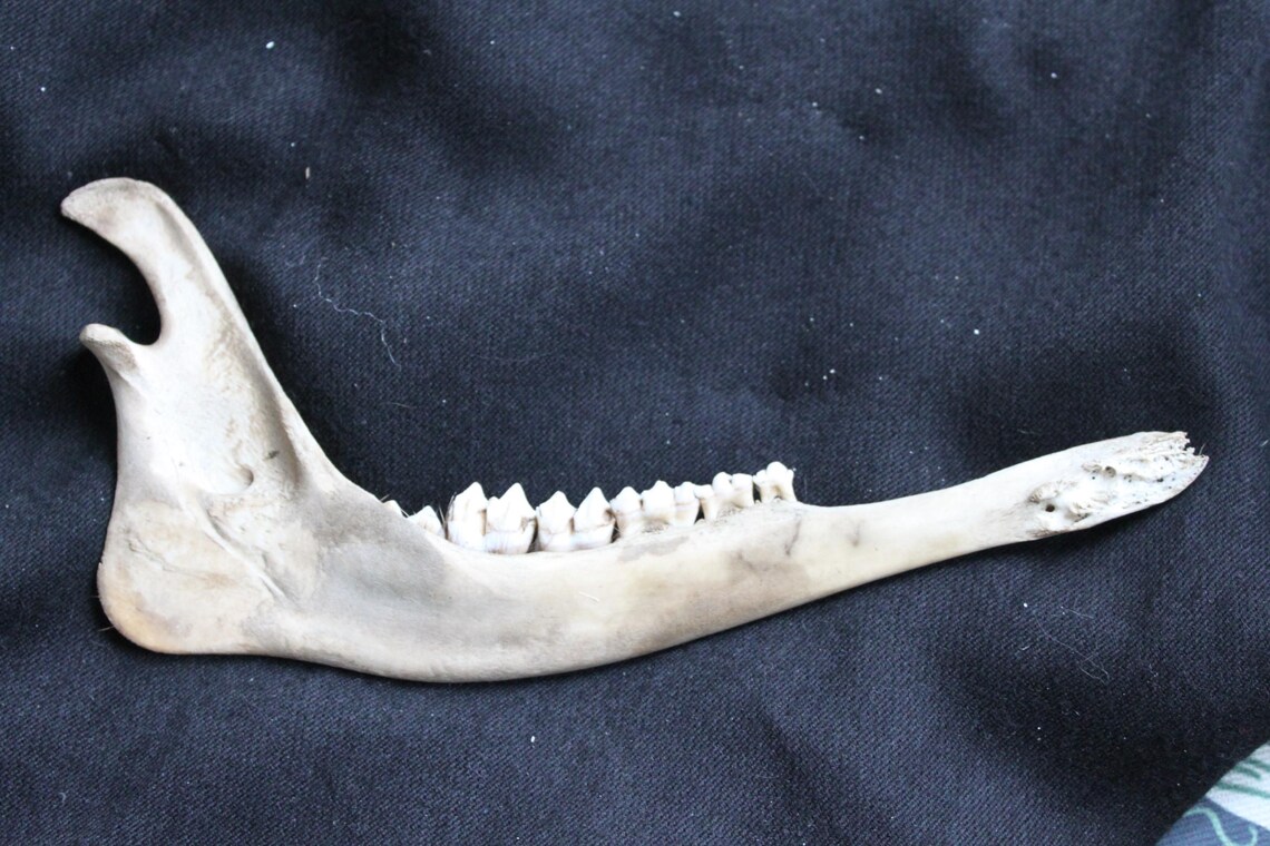 Natural Deer Jaw Bone and Teeth as Found Uncleaned - Etsy