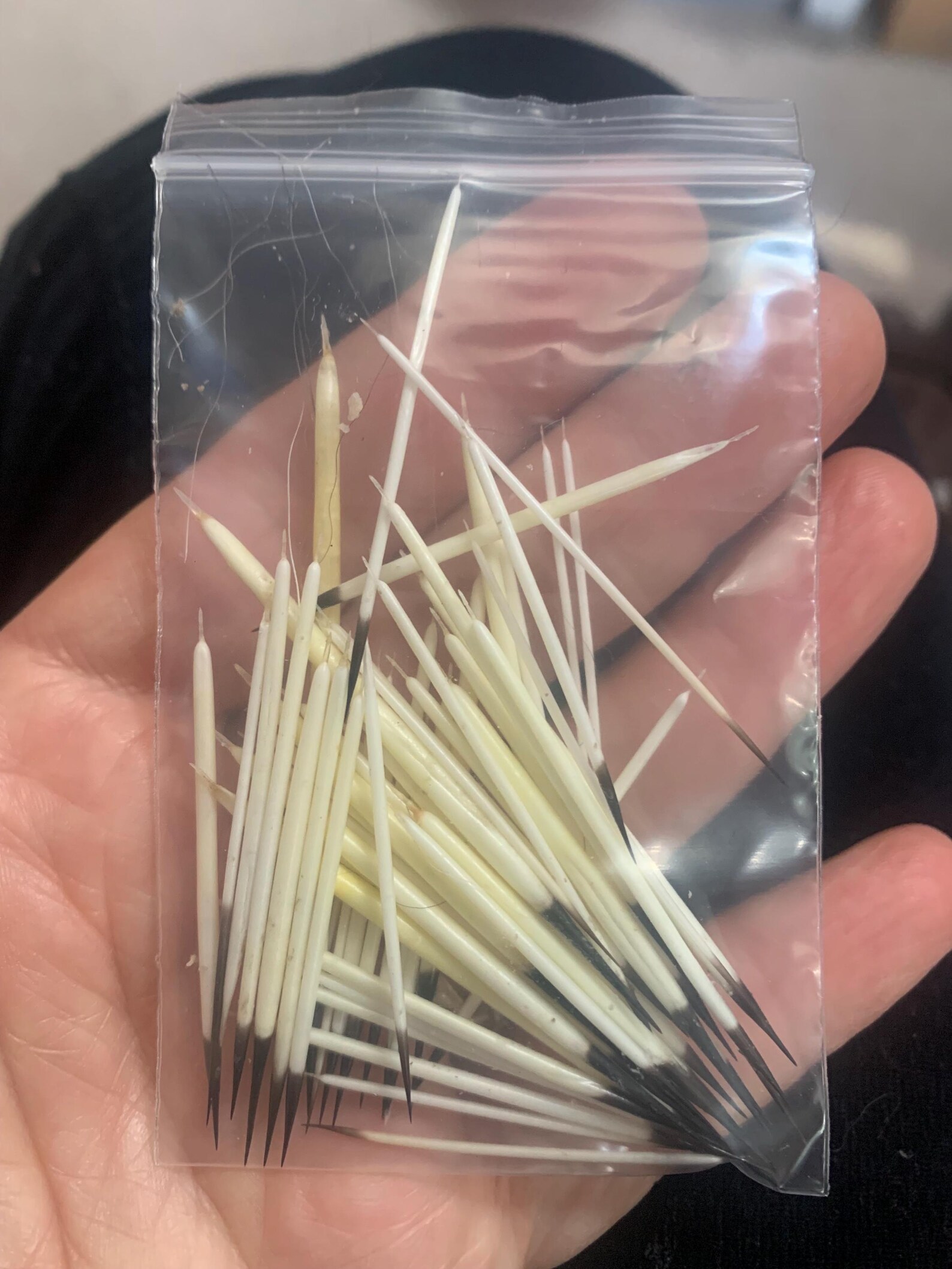 50 Porcupine Quills of Assorted Size Fat, Thin, Long Short All Included ...