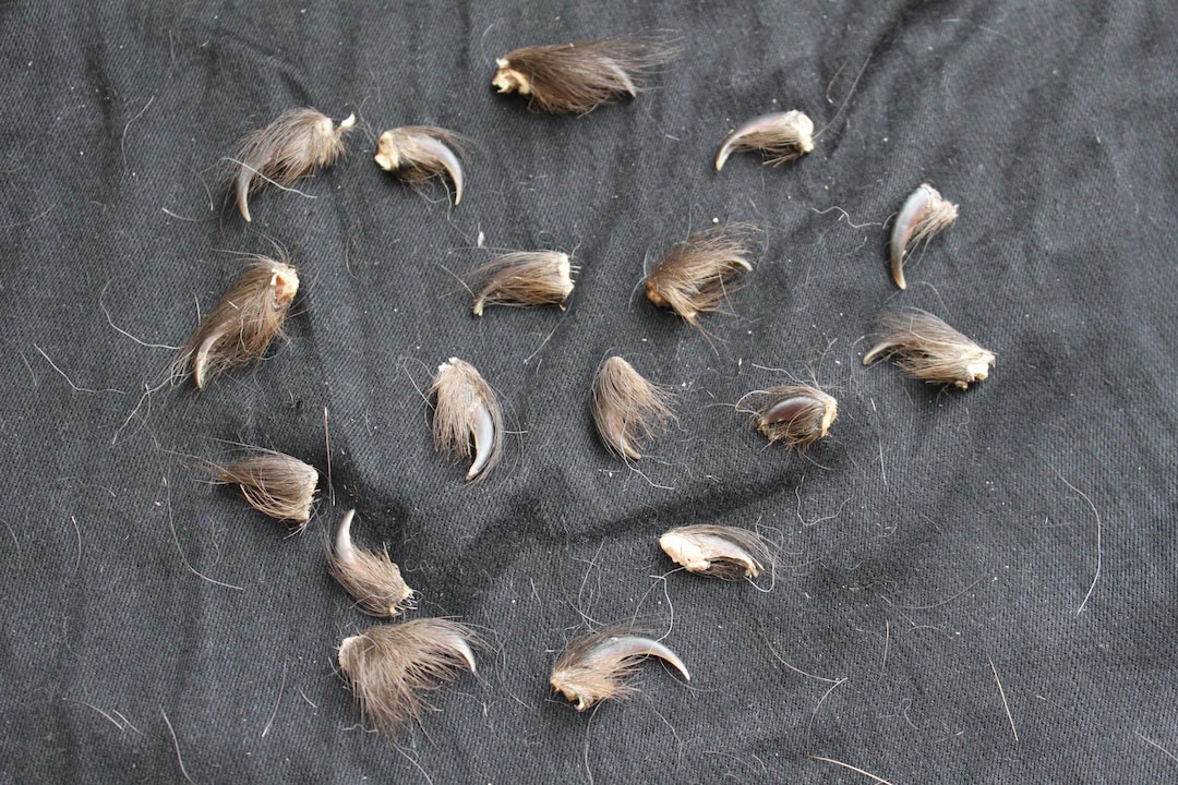 17 Dried Preserved North American Porcupine Toes Claws Fur Oddity ...