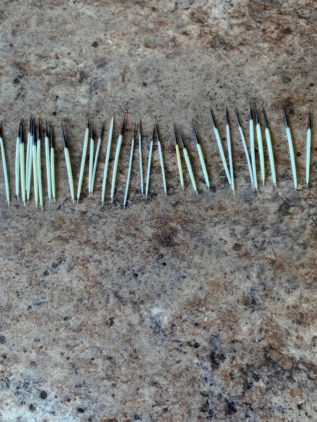 50 Porcupine Quills You Choose Size - Etsy