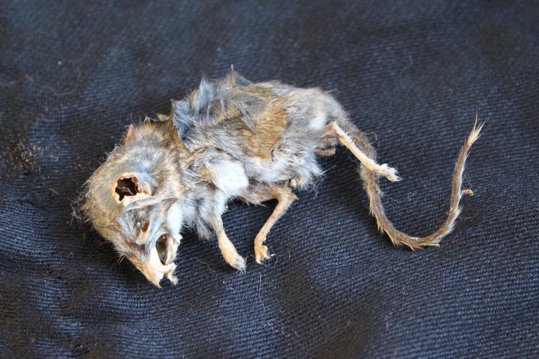 Preserved Desiccated Whole Mouse Corpse Rodent Bones Creepy Taxidermy ...