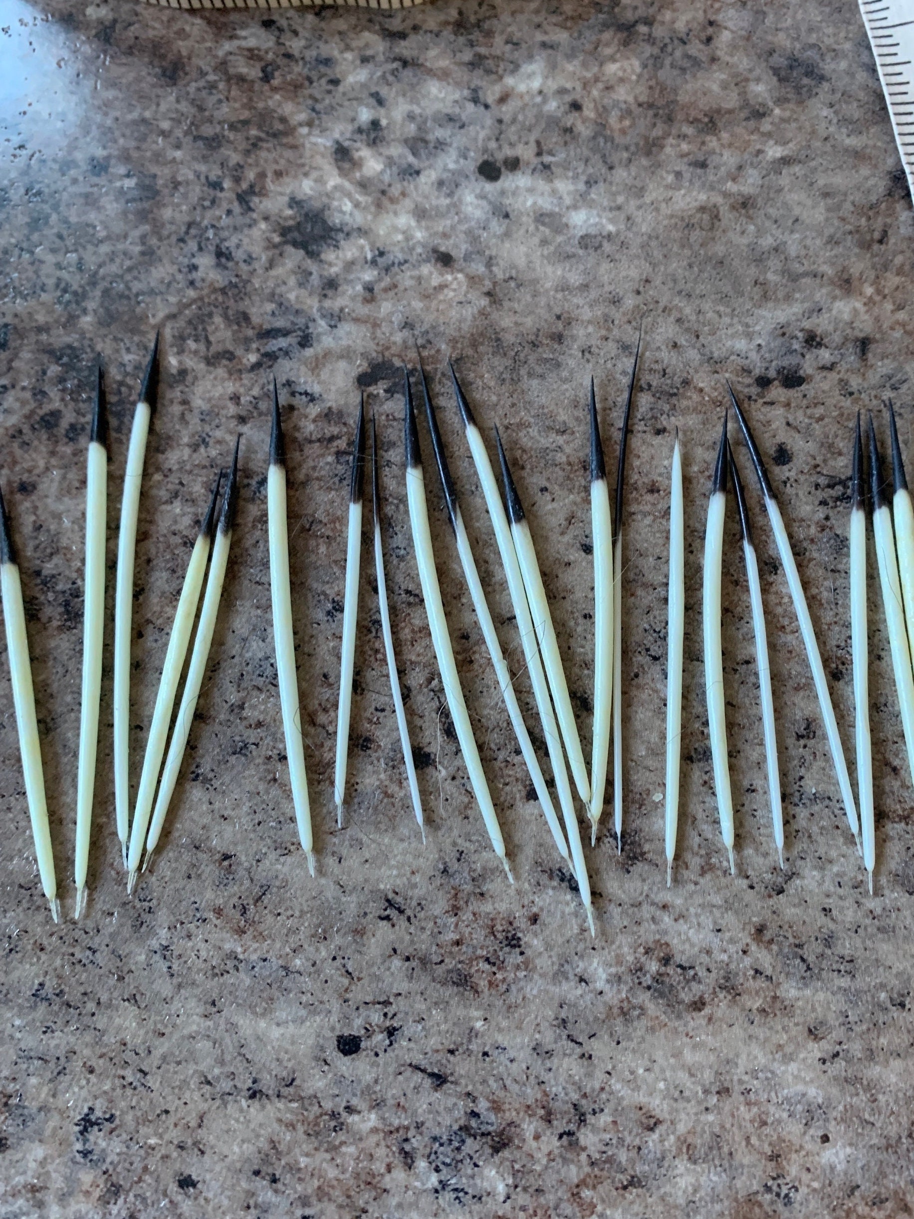 50 Porcupine Quills You Choose Size - Etsy