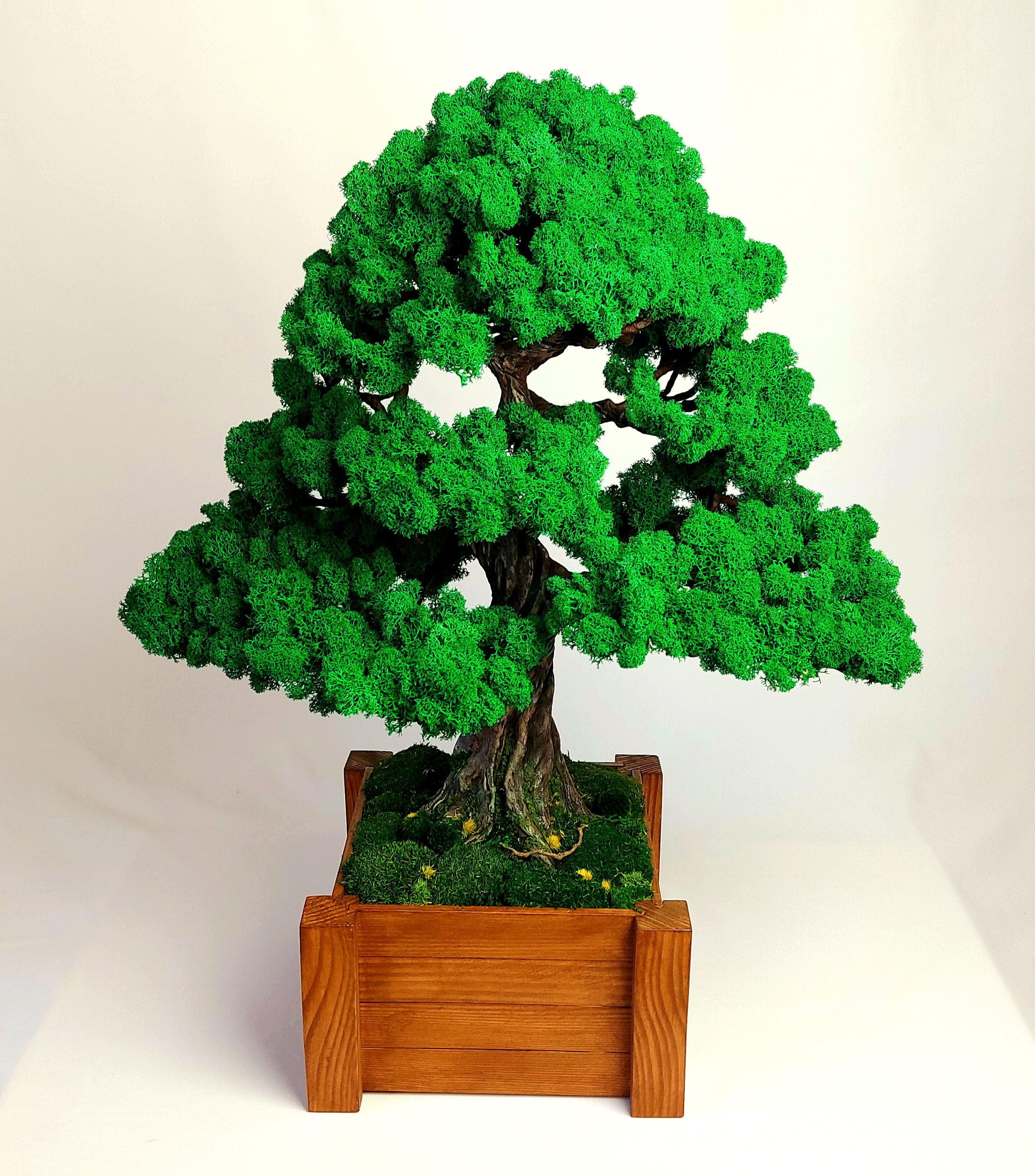 Artificial Bonsai, Artificial Tree, Ornamental Tree, Stabilized Moss ...