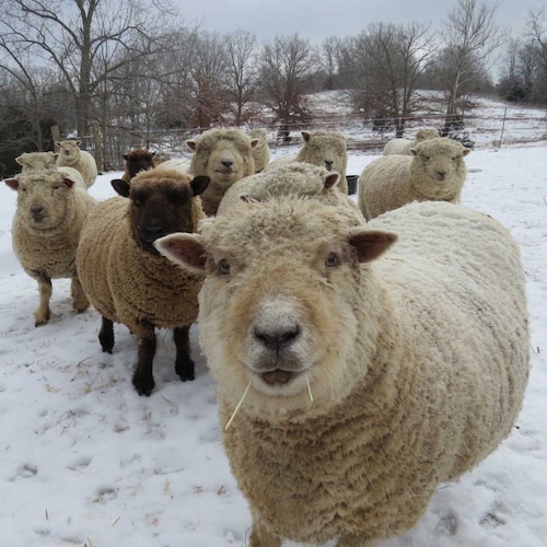 MyLittleSheep - Etsy