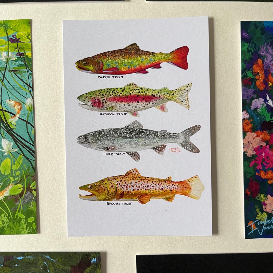 Trout Fish 4x6 Art Print - Etsy