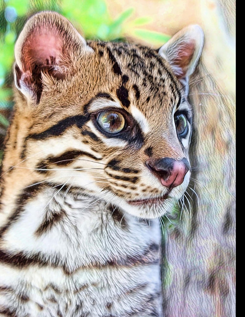 Big Cats Coloring Pages Samples From Big Cats Coloring Book - Etsy