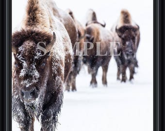 Buffalo in Snow Art - Etsy