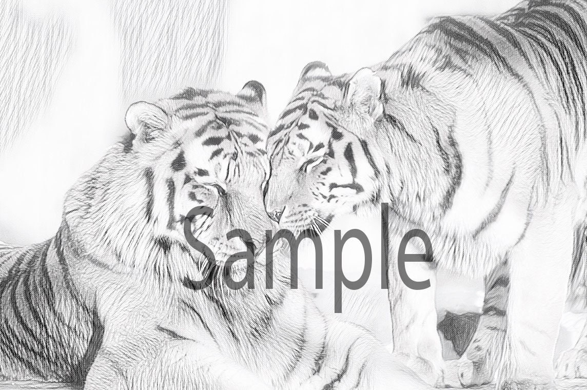 Big Cats Coloring Pages Instant Download and Ready to Print, Full Page ...