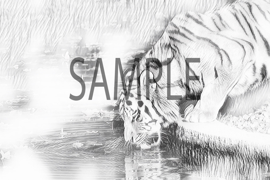 Big Cats Coloring Pages Instant Download and Ready to Print, Full Page ...