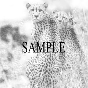 Big Cats Coloring Pages Samples From Big Cats Coloring Book, Grayscale ...
