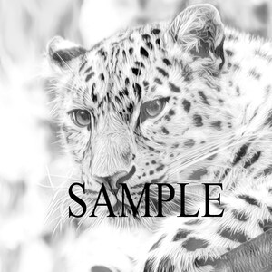 Big Cats Coloring Pages Samples From Big Cats Coloring Book, Grayscale ...