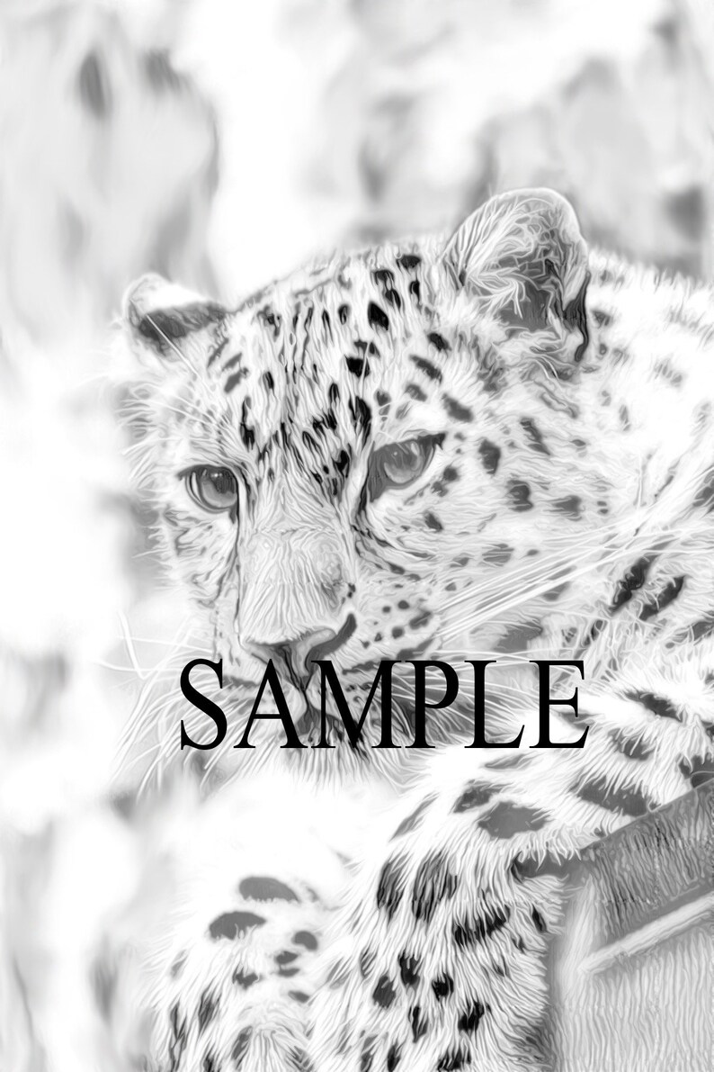 Big Cats Coloring Pages Samples From Big Cats Coloring Book - Etsy