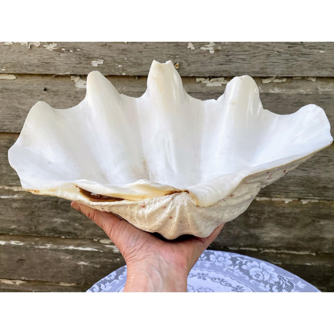Vintage Tridacna Gigas Giant Clam Shell 14x8x5 Beach Decor 7.5 Lbs - Etsy
