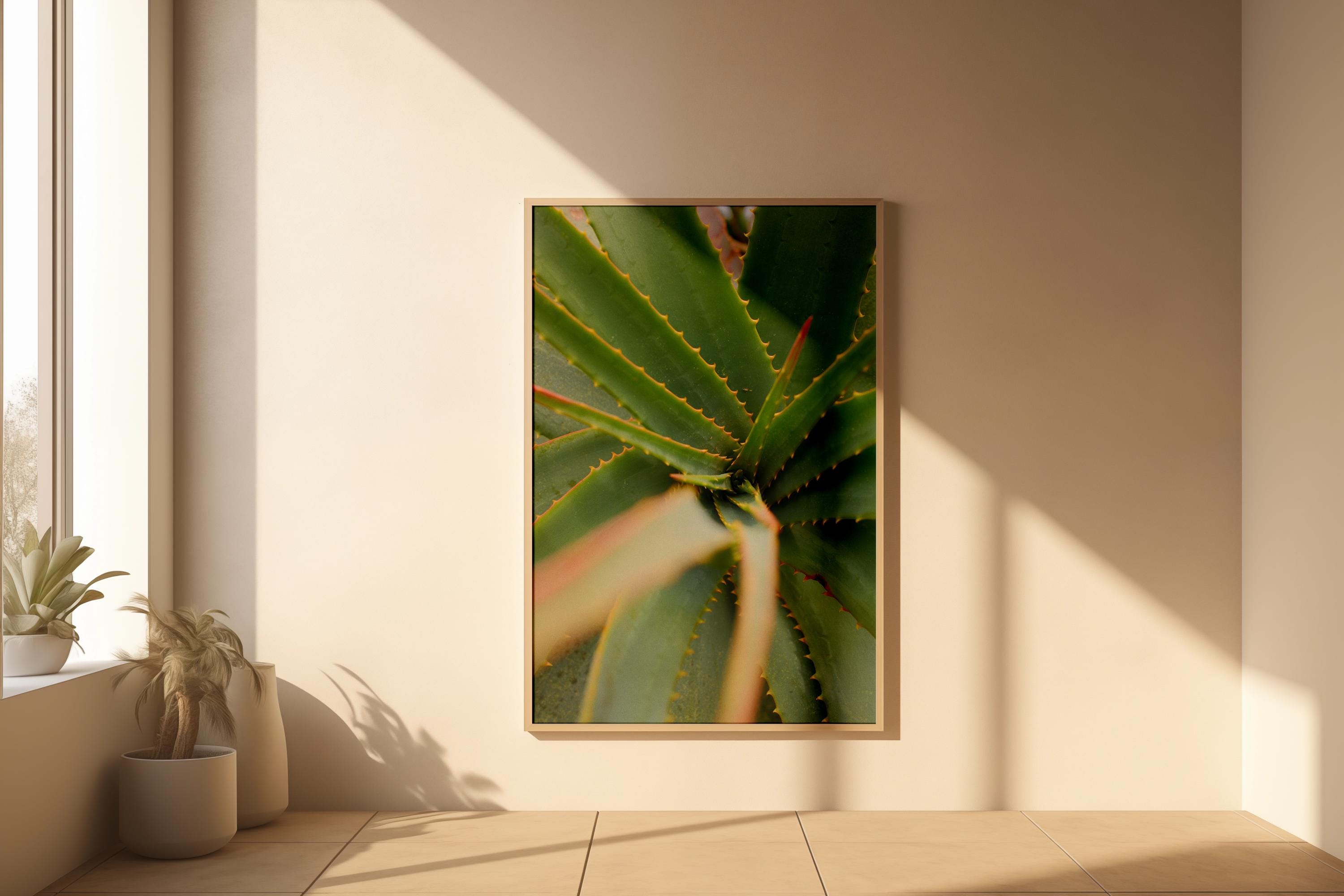 Aloe Vera Printable Photography Wall Decor Interior Nature Vibes - Etsy
