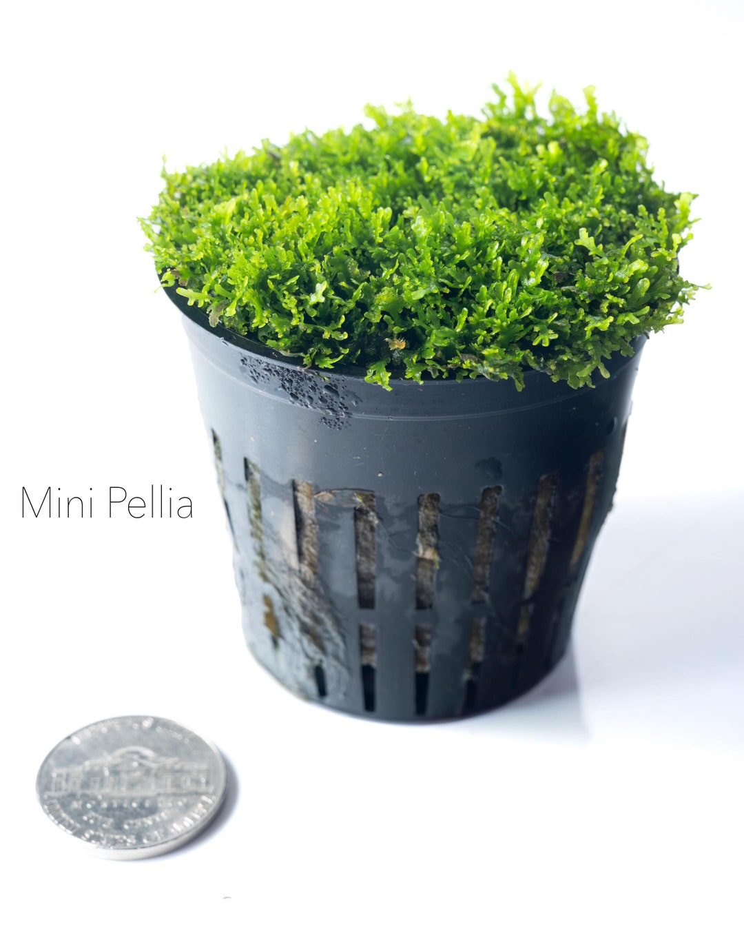 Mini Pellia Moss - Etsy
