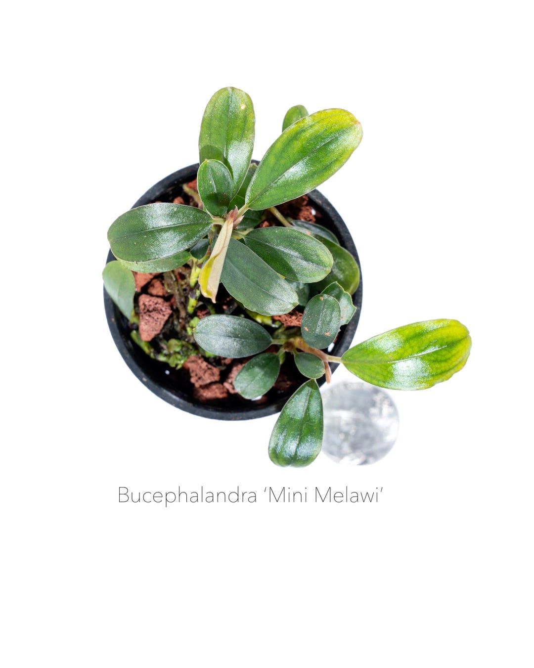 Bucephalandra 'mini Melawi' 2 Inch Pot Actively Growing - Etsy