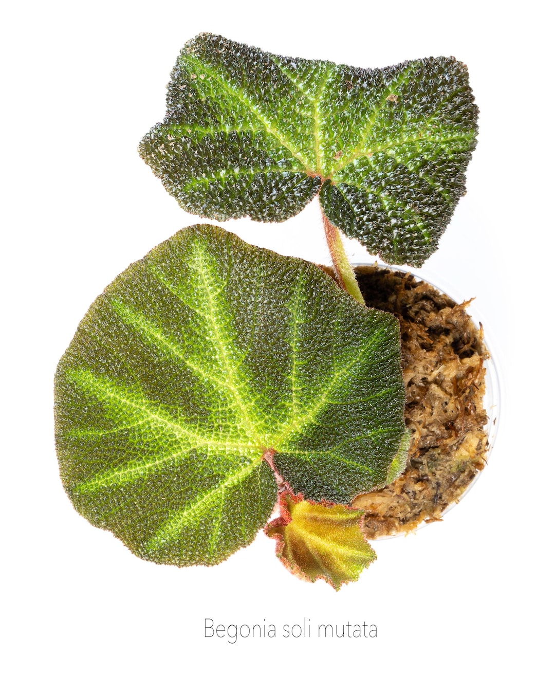 Begonia Soli Mutata *actual PLANT PICTURED for SALE!!! - Etsy