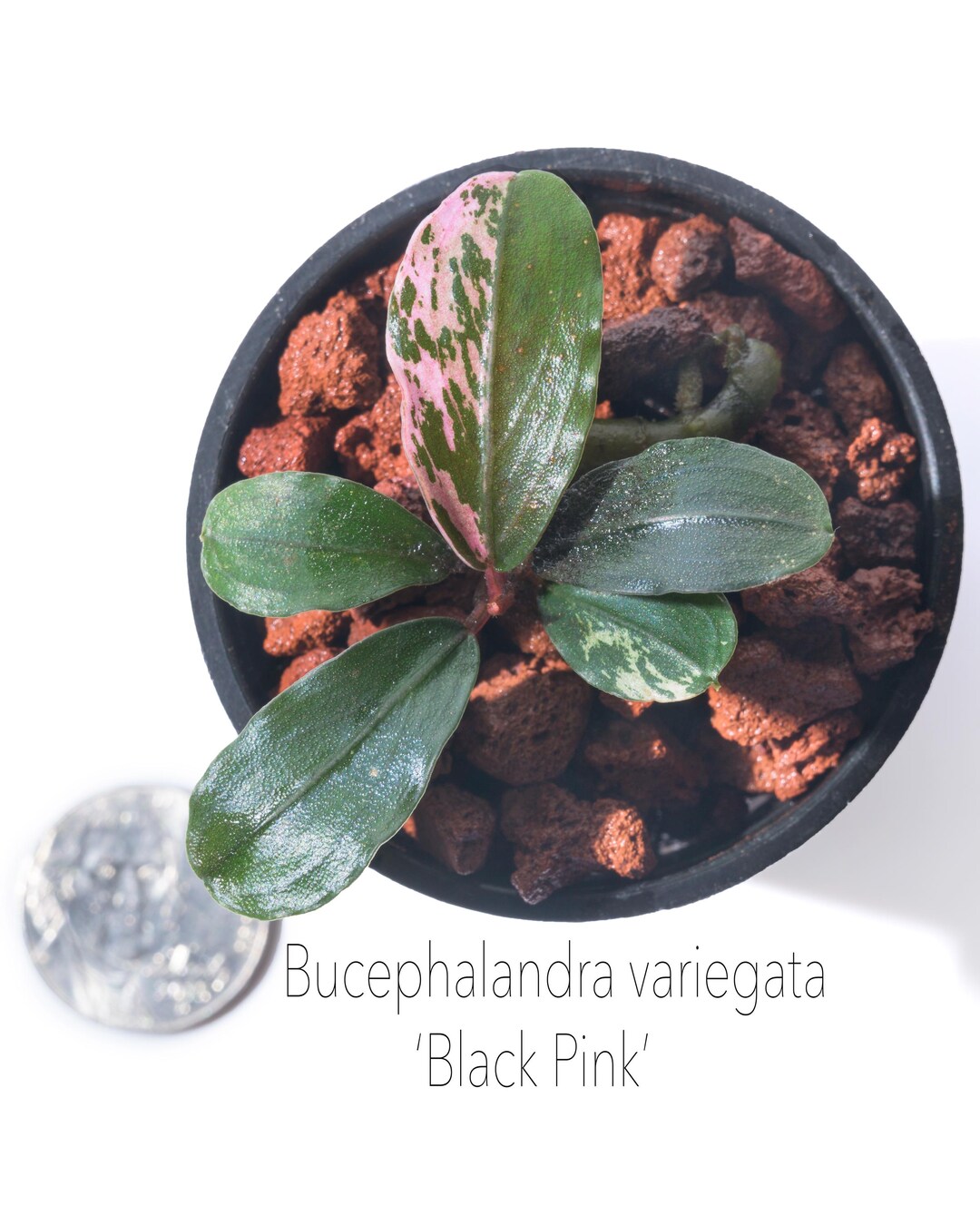 Bucephalandra Variegata black Pink - Etsy