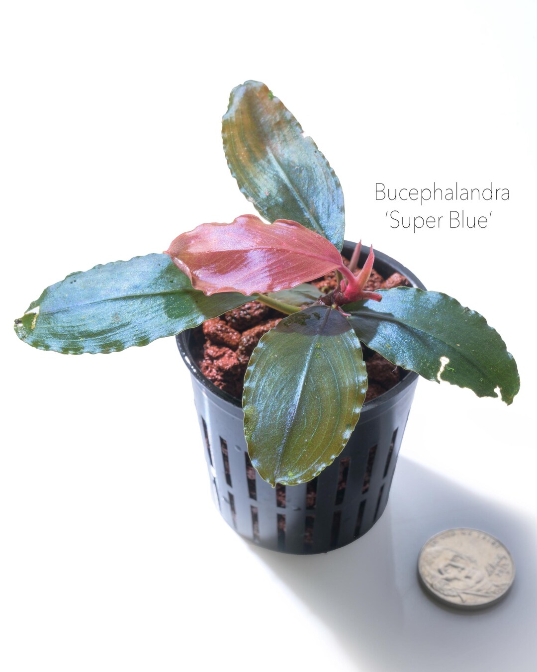 Bucephalandra 'super Blue' Beautiful Blue Metallic Sheen - Etsy