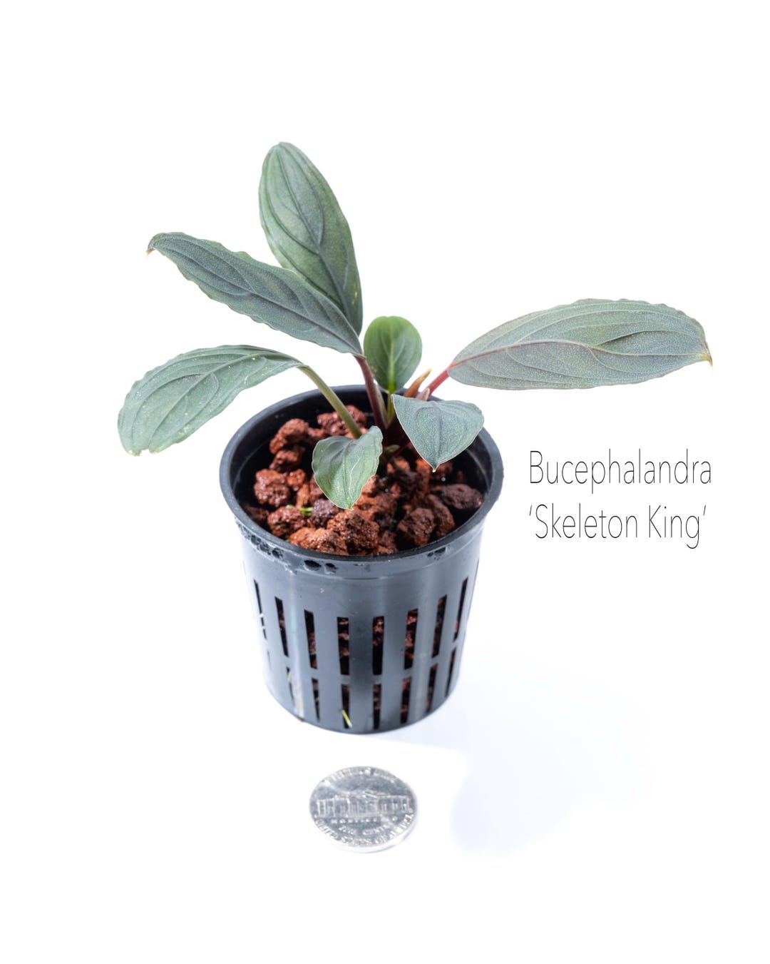 Bucephalandra 'skeleton King' - Etsy