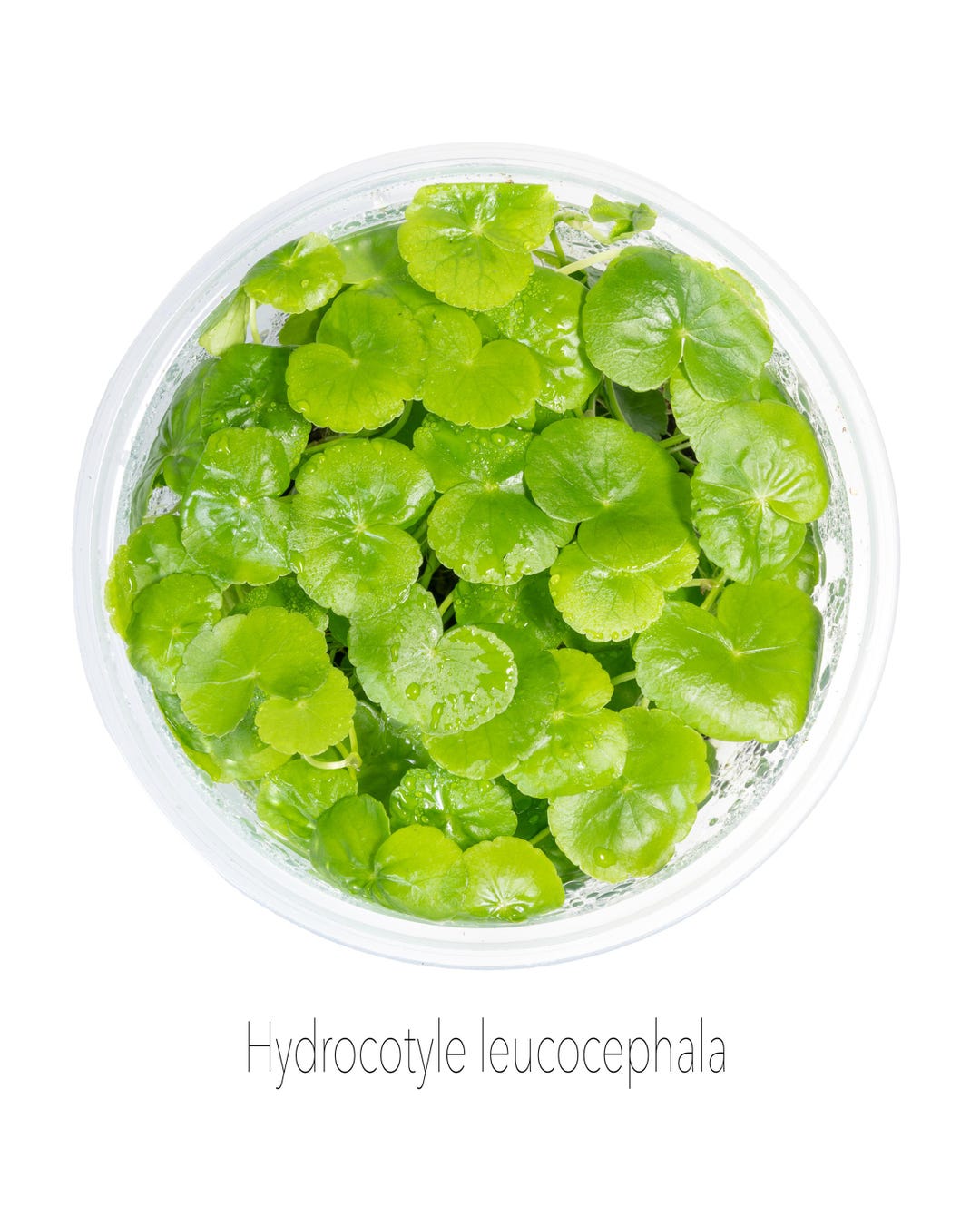 Hydrocotyle Leucocephala - 160z Deli Cup - Amazing Value!! - Etsy