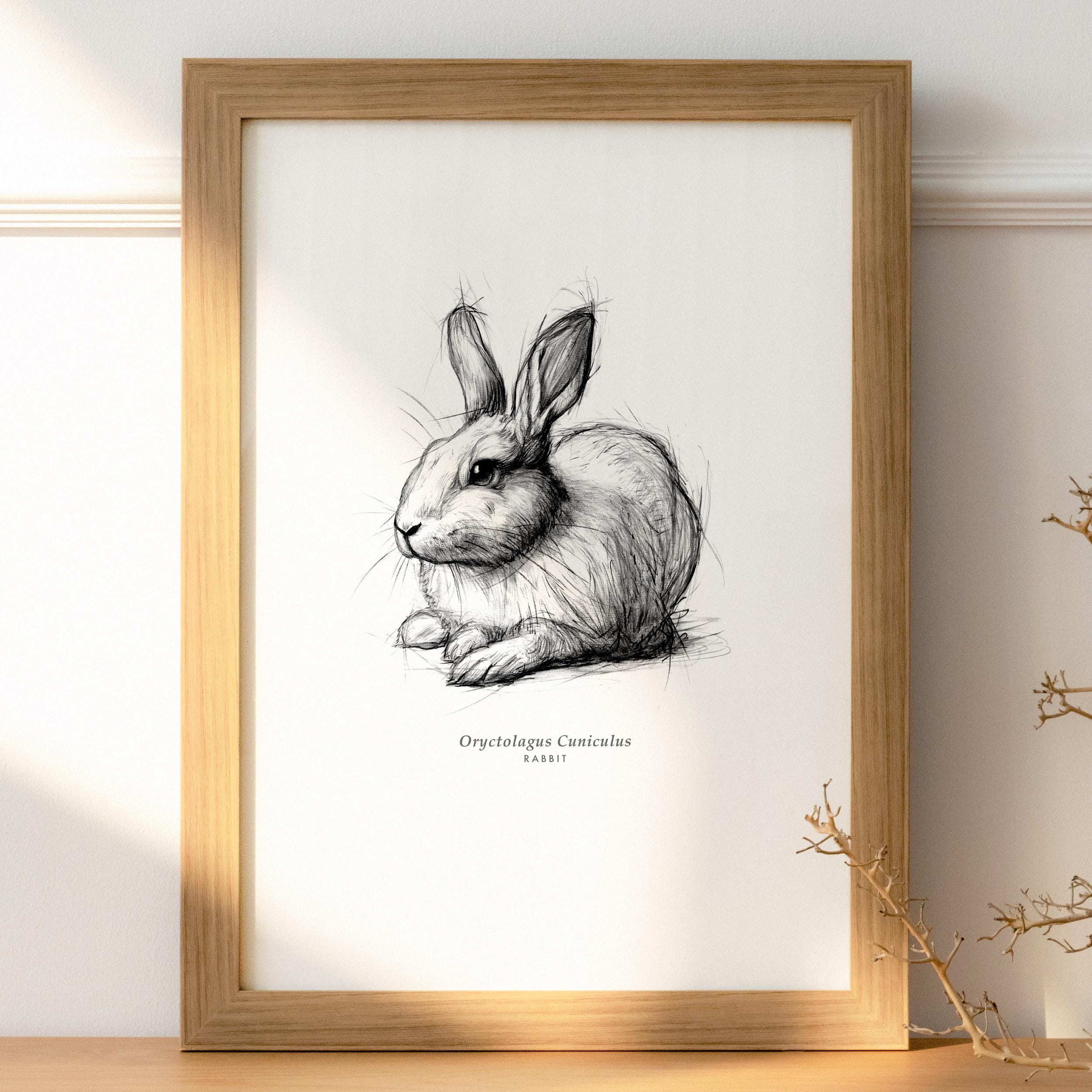 Rabbit Pencil Drawing | Hand-drawn | Fine Art Giclée Print | A4 & A3 ...
