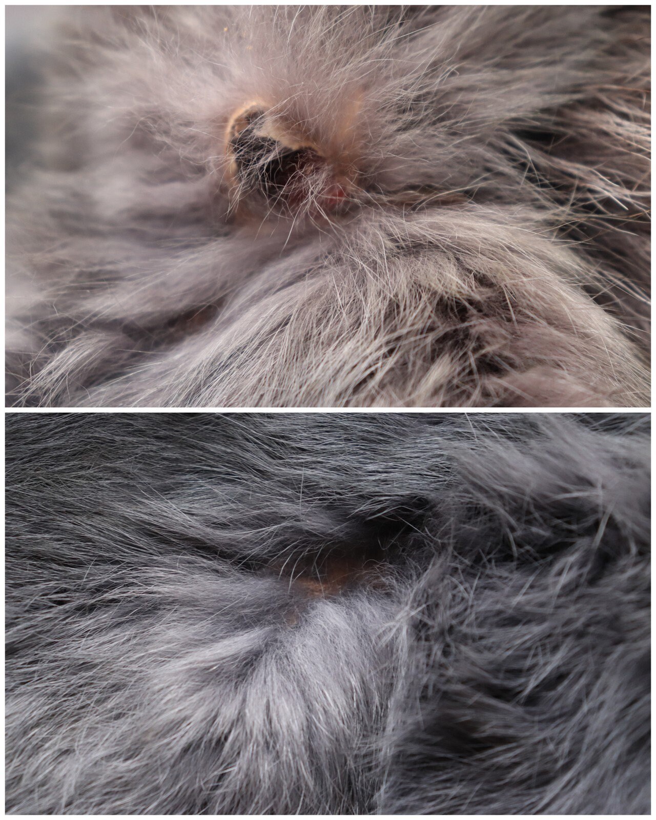 Glam Fur Coat Rabbit Fox Blue Gray Furry Plush Jacket 80s | Etsy