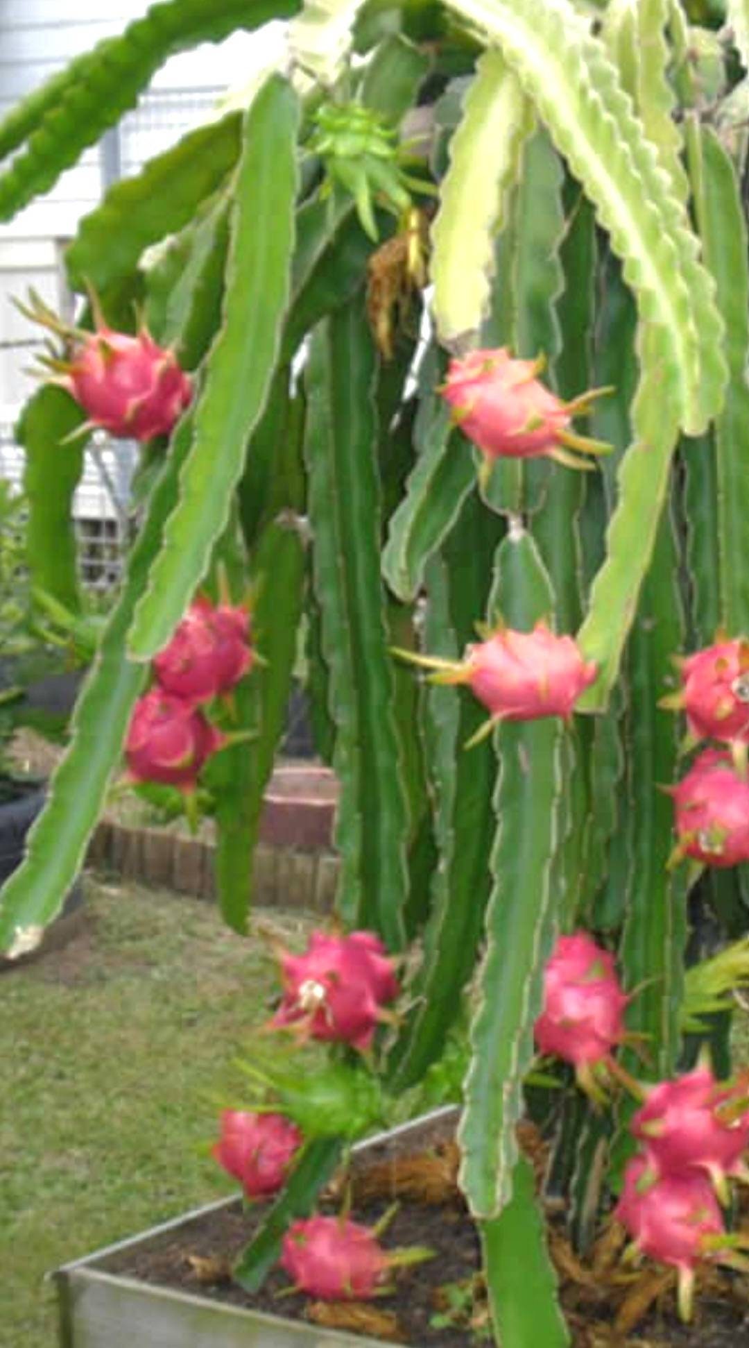 Hylocereus Hundatus Cactus-3 Red Dragon Fruit Live Plant-pitaya Red - Etsy