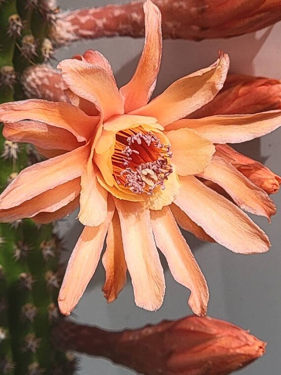 Hildewintera Cactus Hybrid Alpha Living Plant - Etsy