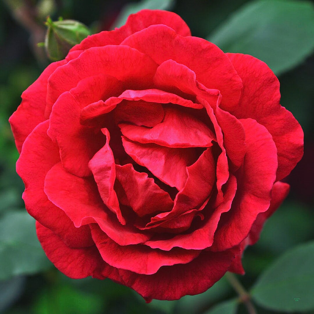 Floribunda Red Rose Live Plant~ Cluster Red Roses "ring of Fire" Large ...