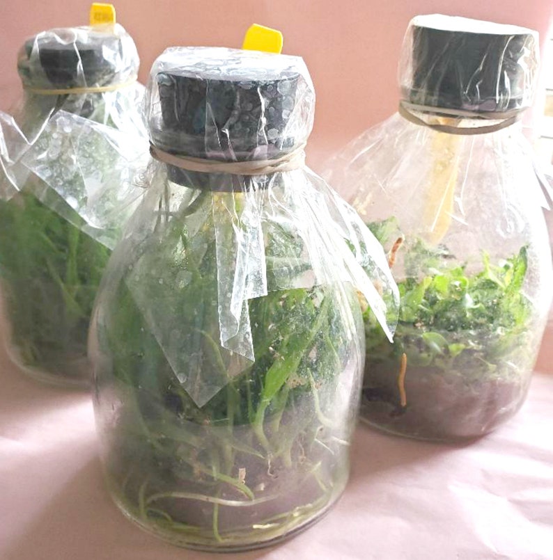 Orchid Seedling Cattleya Potinara Chyon Guu Sun deep Red - Etsy