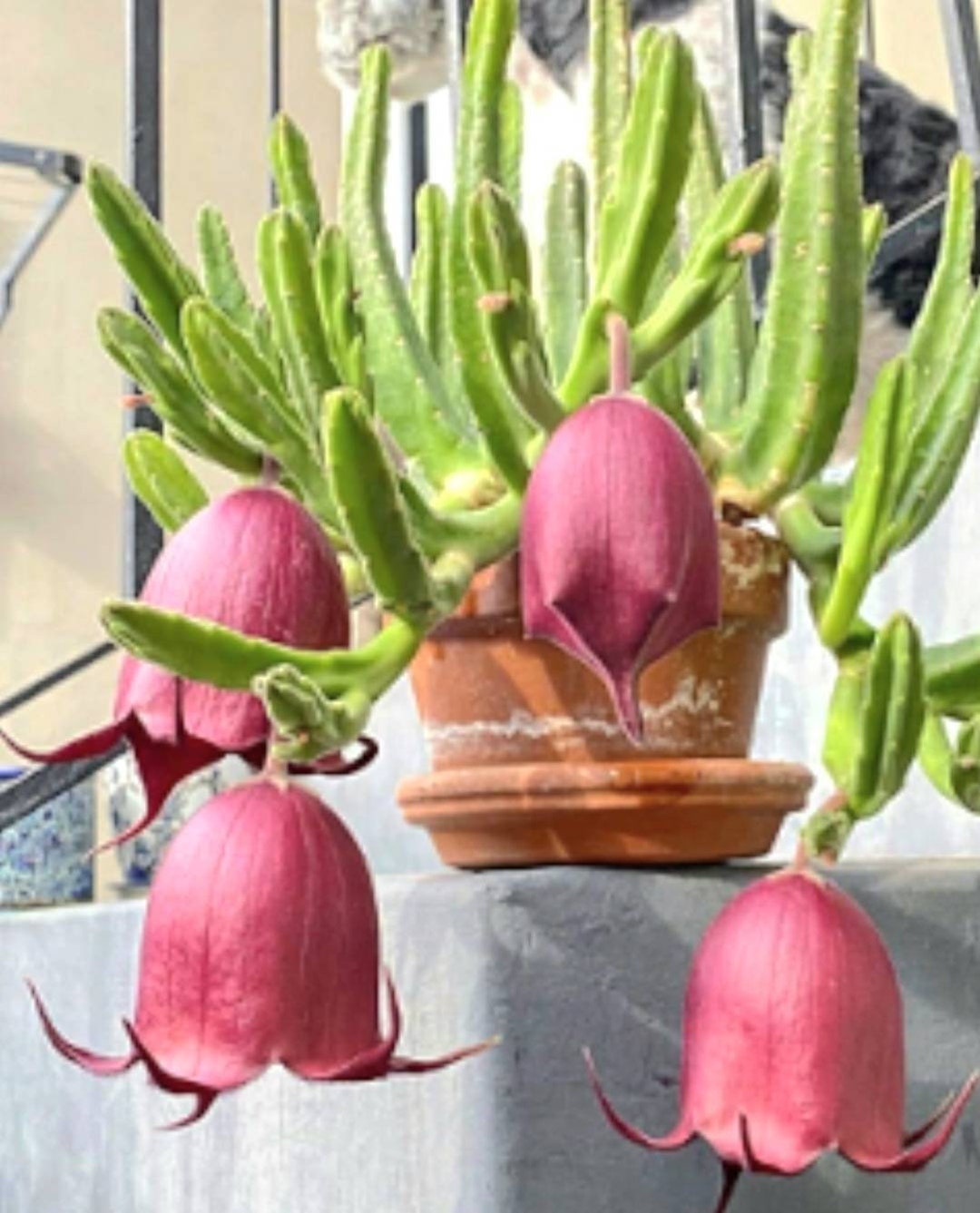 Stapelia Leendertziae Rooted Live Plant-black Bell Flower~starfish ...