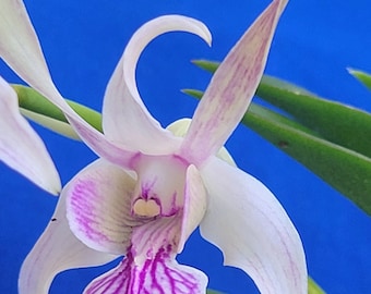 Orchid Live Dendrobium Sherry Abe Potted - Etsy