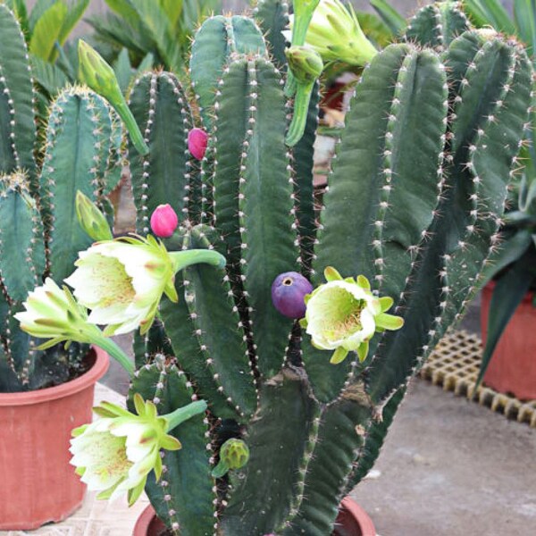 Blue Cactus Live Plant - Etsy