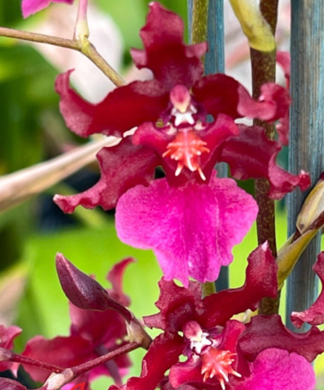 Oncidium Sharry Baby "red Fantasy"~chocolate Orchid~fragrant Flowers - Etsy