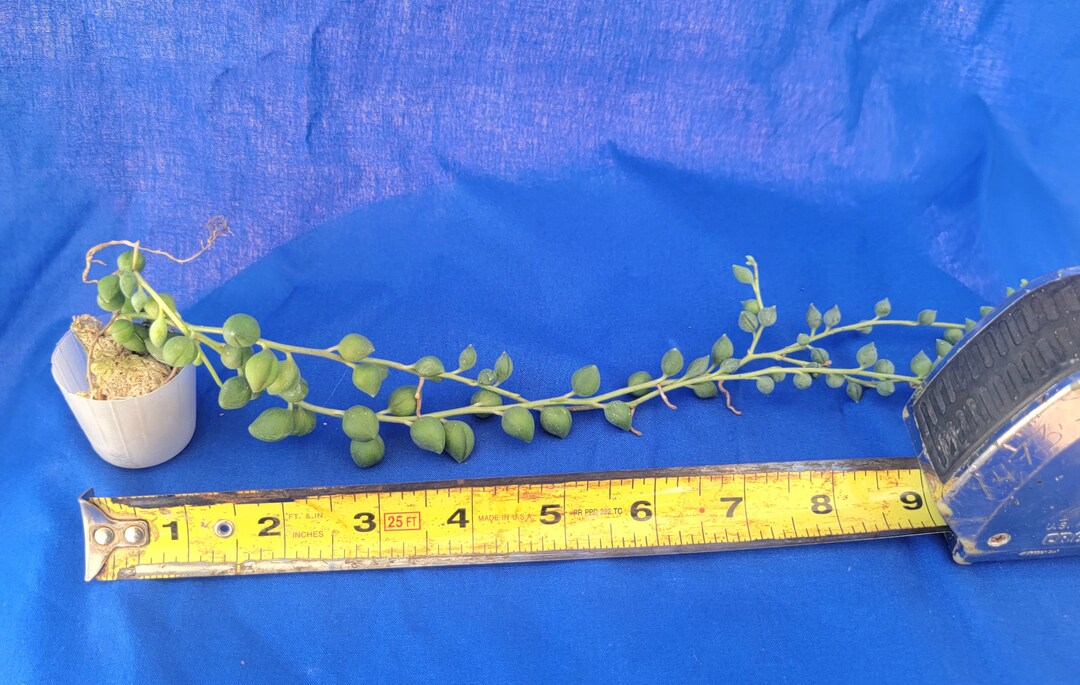 String of Rain Drops-string of Tears Live Plant - Etsy