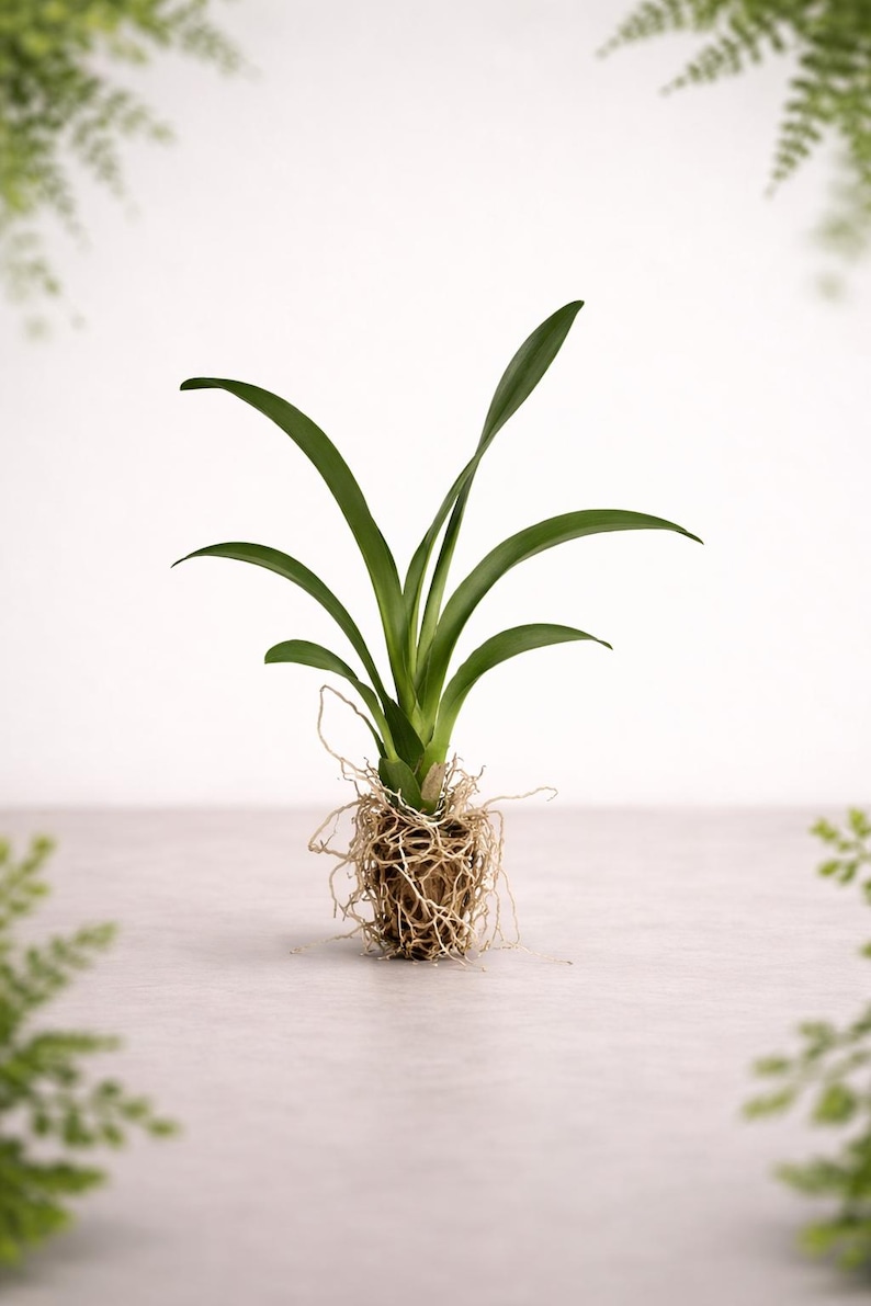 Gomesa Jiaho Queen Miniature Orchid - Rare Oncidium Type - Etsy