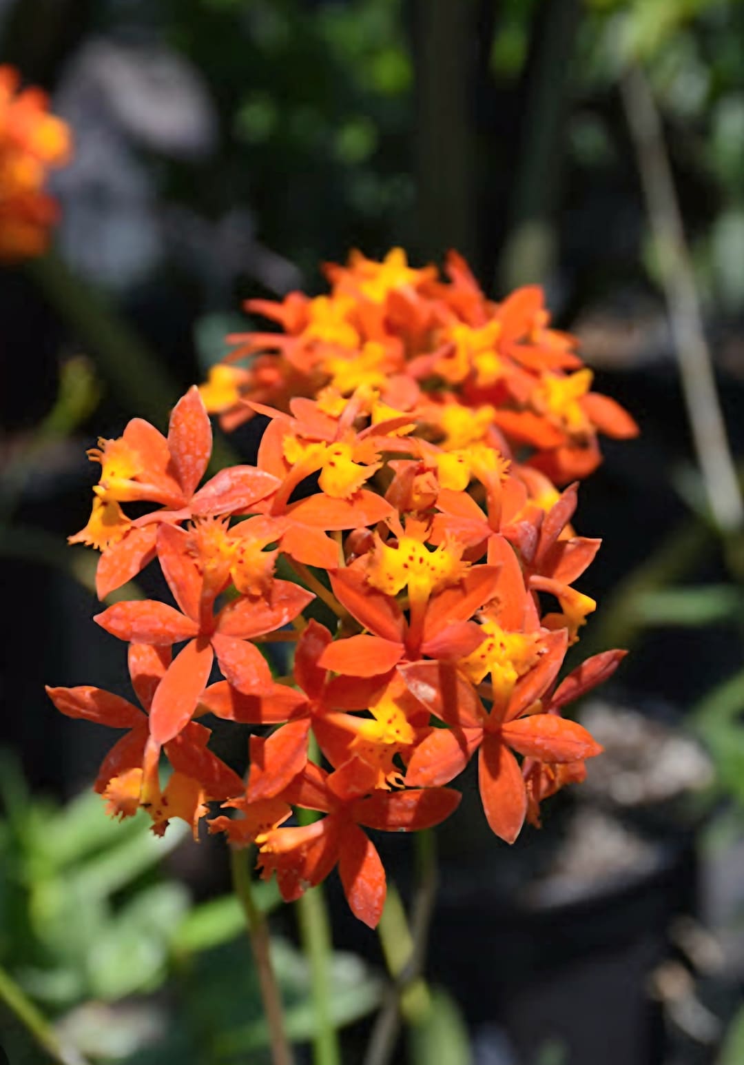 Epidendrum Radicans-sun Ground Orchid Live Plant - Etsy