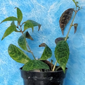 Black Pagoda Plant Zebra Plant Aeschynanthus Longicaulis - Etsy