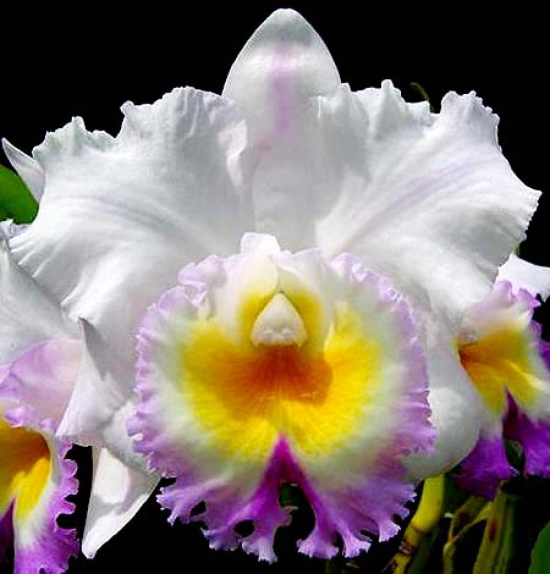 Cattleya Orchid White Flower Fragrant Live Plant Sueno De Amor Lea - Etsy