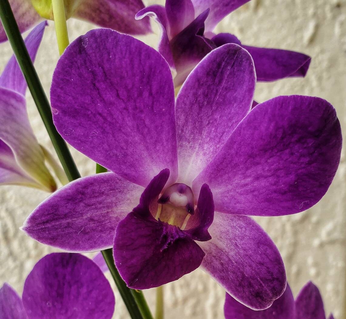 Dendrobium Orchid Plant