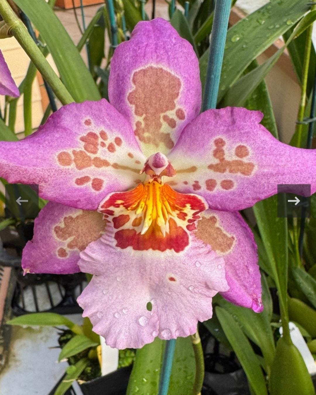 Oncidium Bellara Hawaiian Night Pink Orchid-fragrant Dancing Lady ...