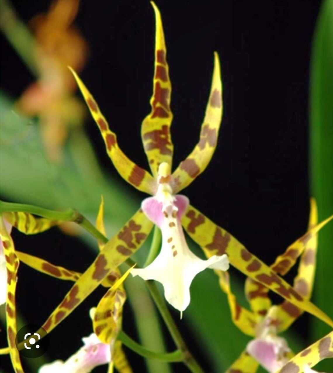 Oncidium Orchid Miltassia Golden Spider " Copius"~fragrant Flowers ...