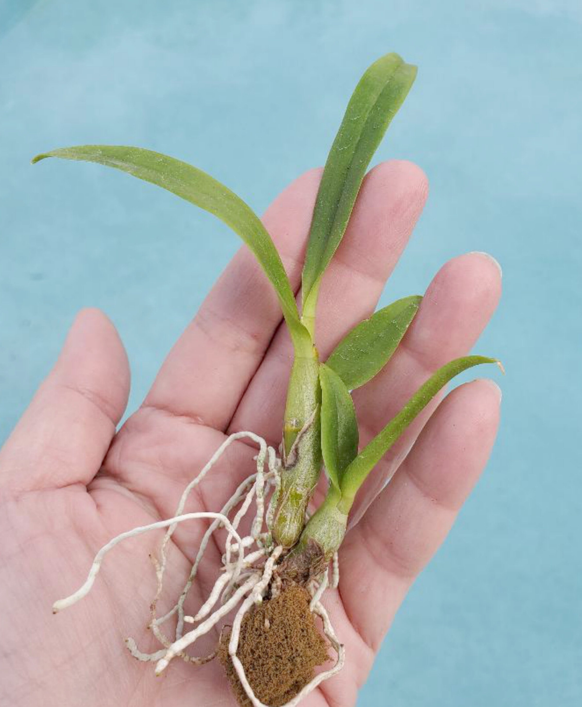 Dendrobium Orchid Seedling Plug Pink Dendrobium Waipahu Pink - Etsy