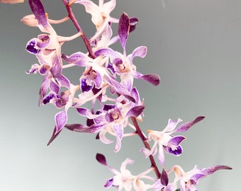 Blue Dendrobium - Etsy